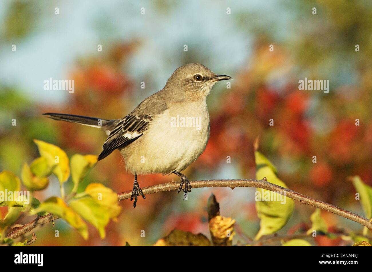Northern Mockingbird. Mimus Polyglottos. Jamaica Bay Gateway, NRA ...