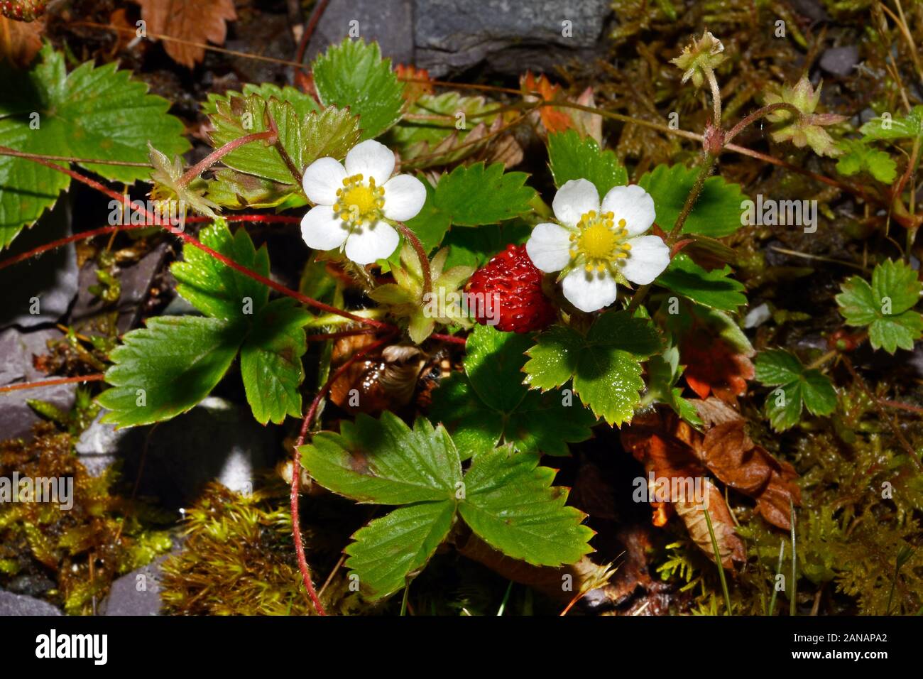 Fragaria vesca (wild strawberry) grows throughout much of the Northern ...