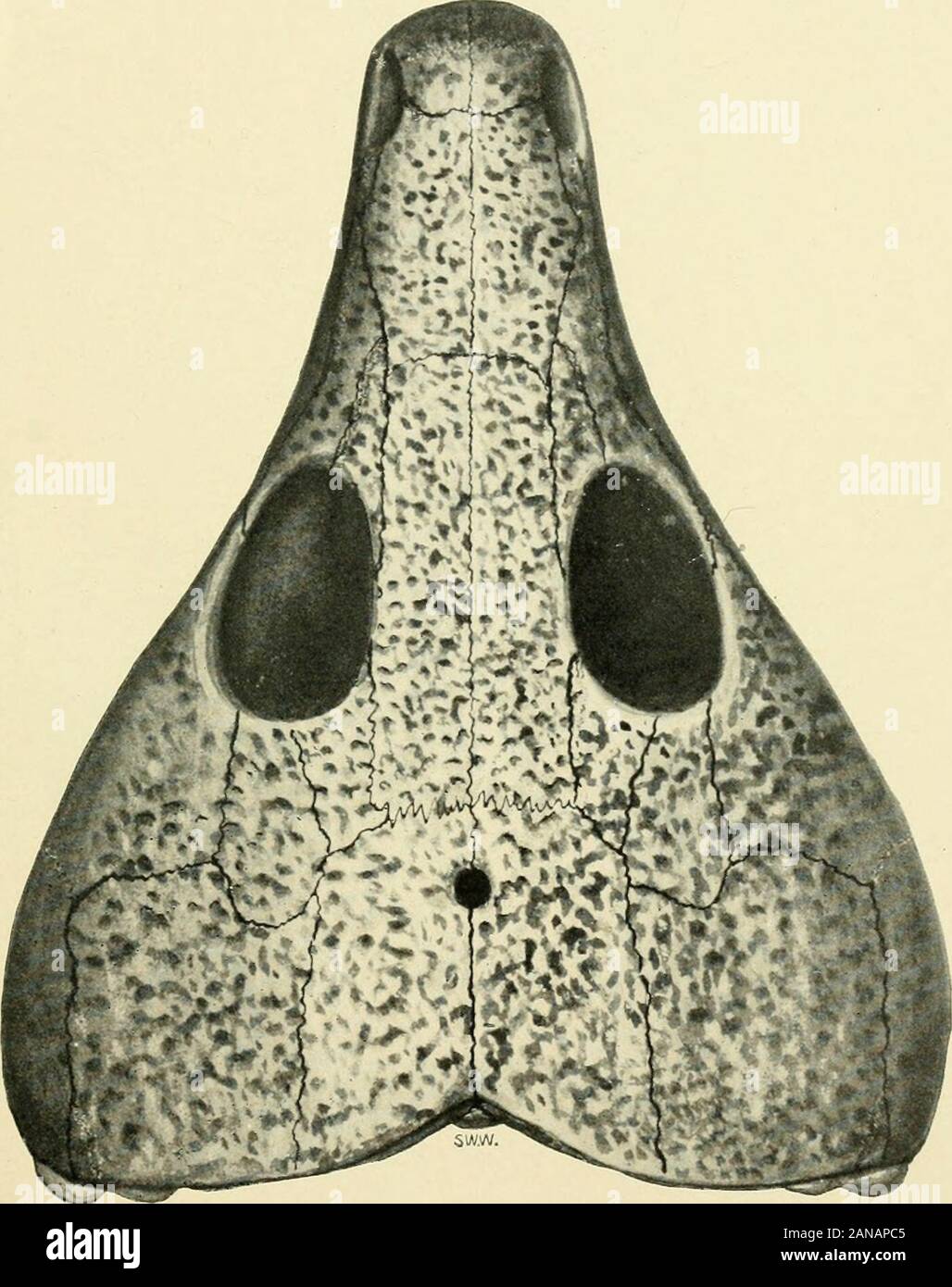 Labidosaurus hi-res stock photography and images - Alamy