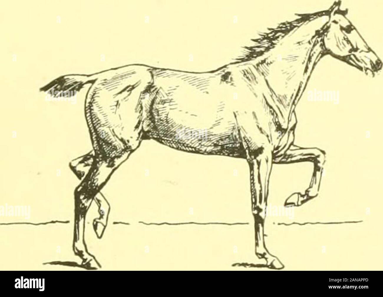 The points of the horse : a familiar treatise on equine conformation ...