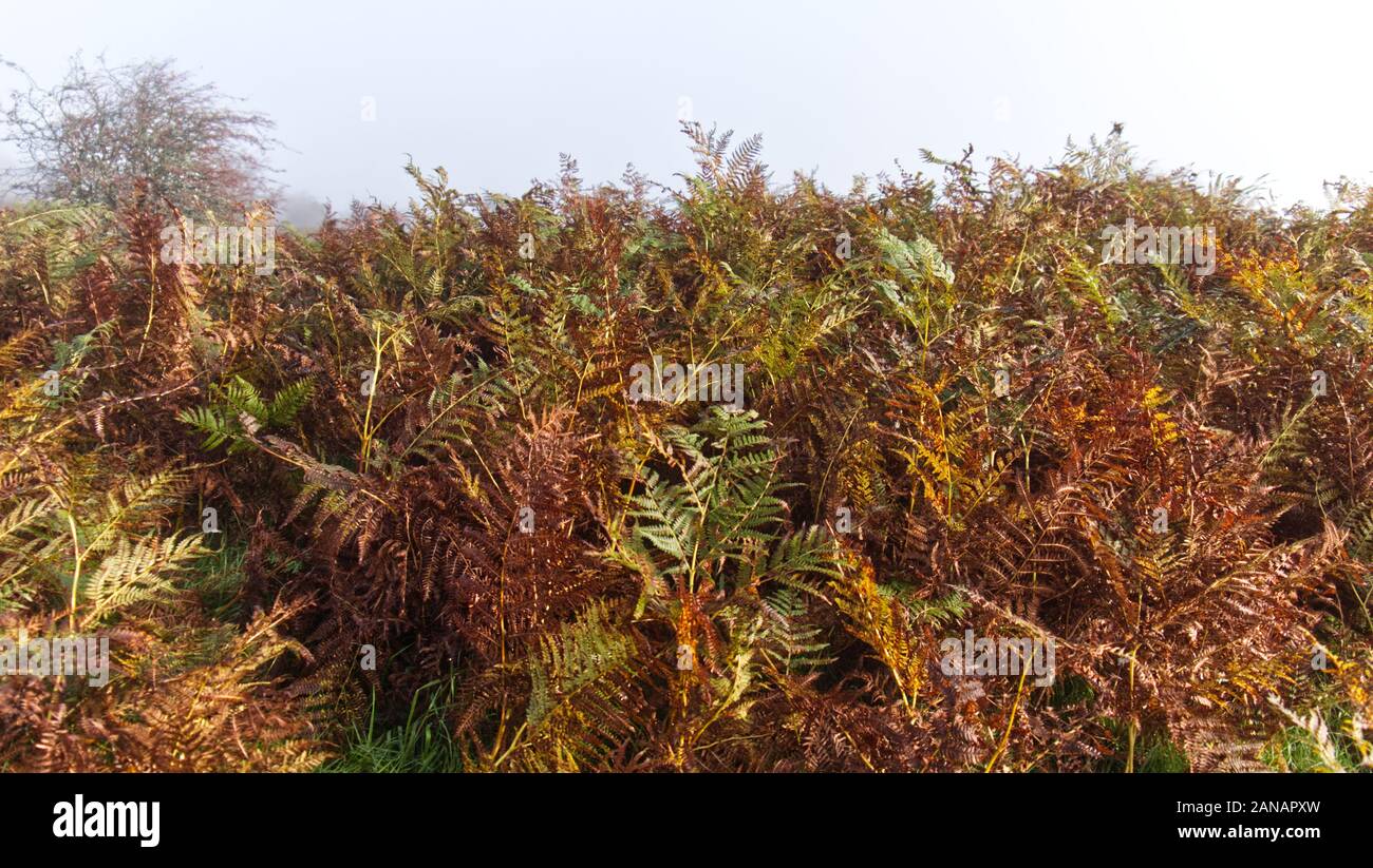 Cornish natural spring water hi-res stock photography and images - Alamy