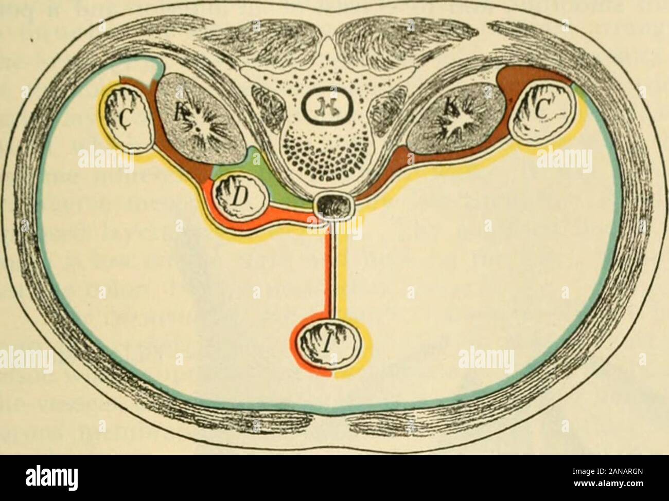 Human anatomy, including structure and development and practical ...
