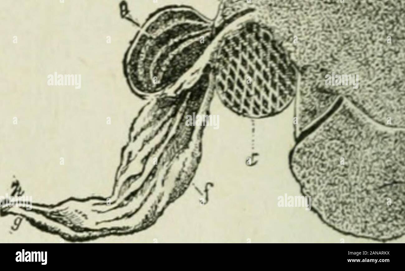 Beginners' zoology . . Fig. 387. — Food tracedthrough stomachs ofcow ...