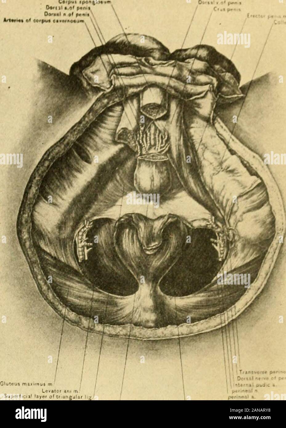 Piriformis muscle hi-res stock photography and images - Alamy