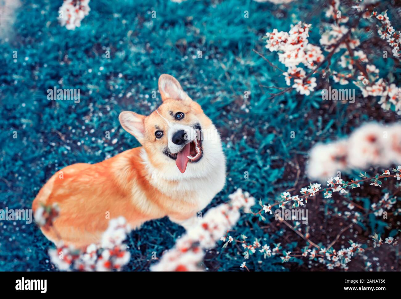 cute red Corgi dog puppy sitting on the green grass in the may garden ...