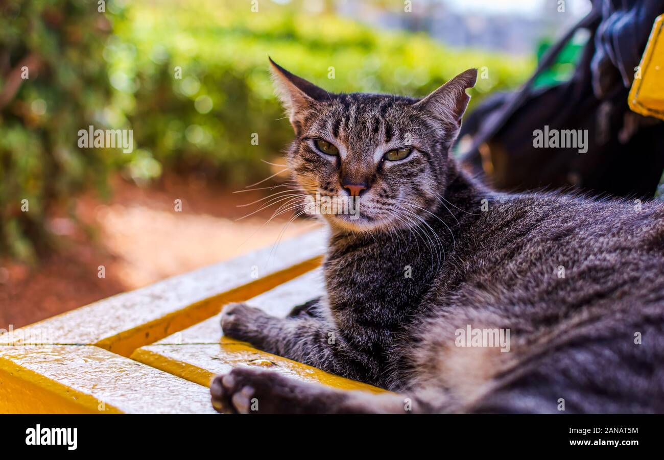 Cats of Malta. Portrait of stray tabby cat lying on the bench Stock ...
