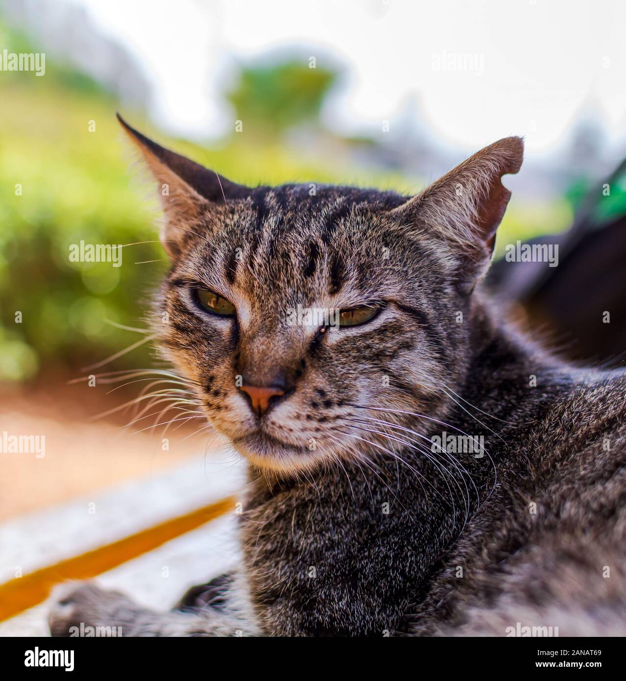 Cats of Malta. Portrait of stray tabby cat lying on the bench Stock ...