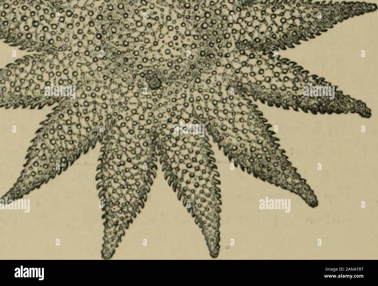 Spiracula hi-res stock photography and images - Alamy