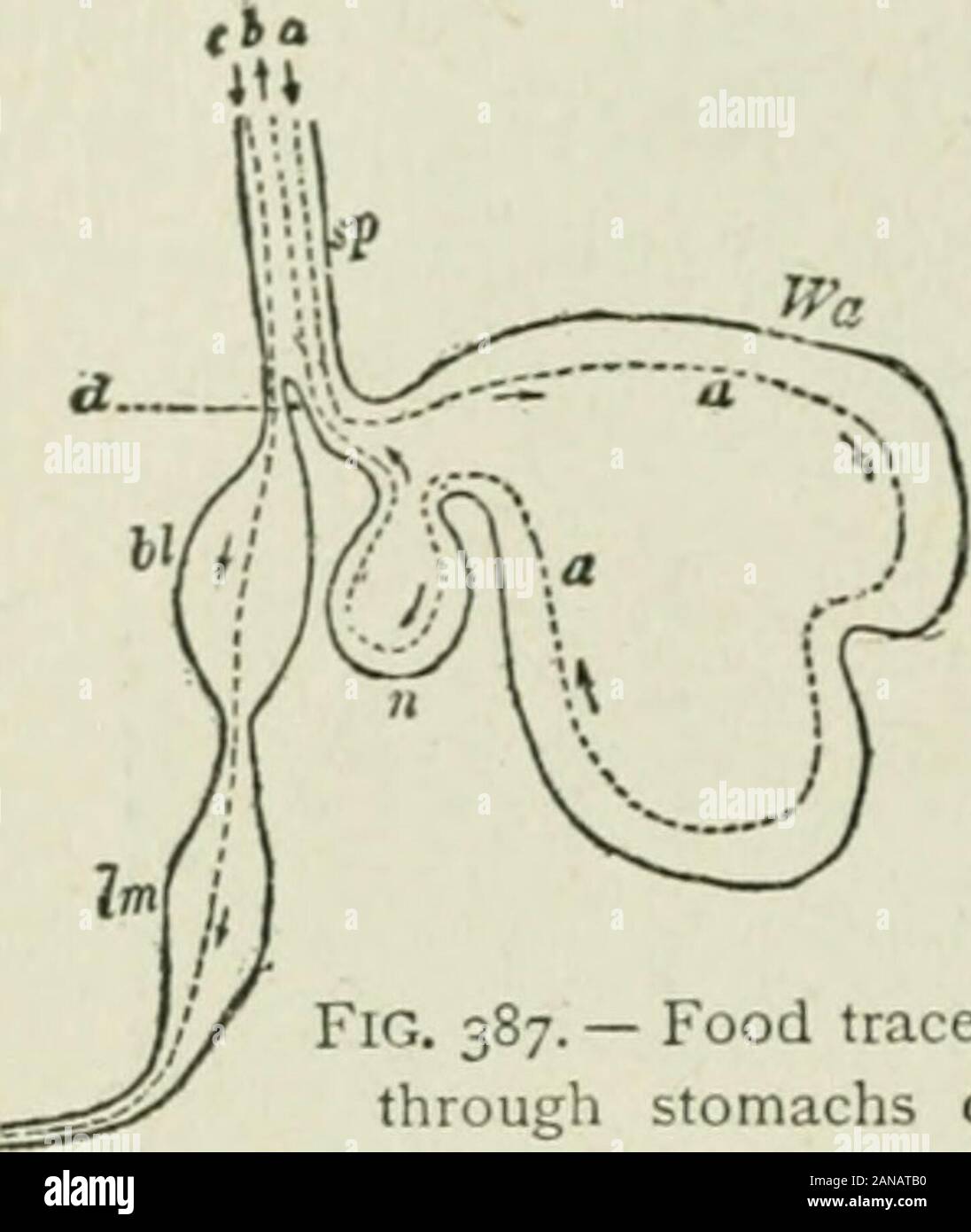 Beginners' zoology . esthe grass shorterafter grazing, a cow or a horse ...
