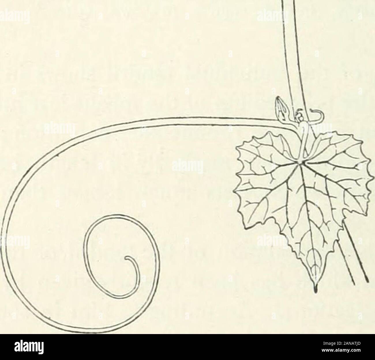 Cucurbitaceae Tendril