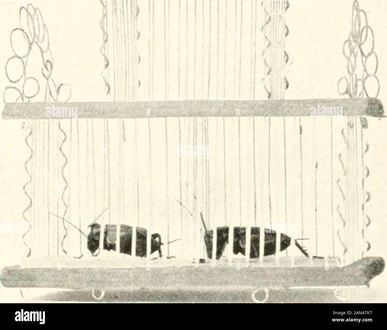 Marvels of insect life ; a popular account of structure and habit ...