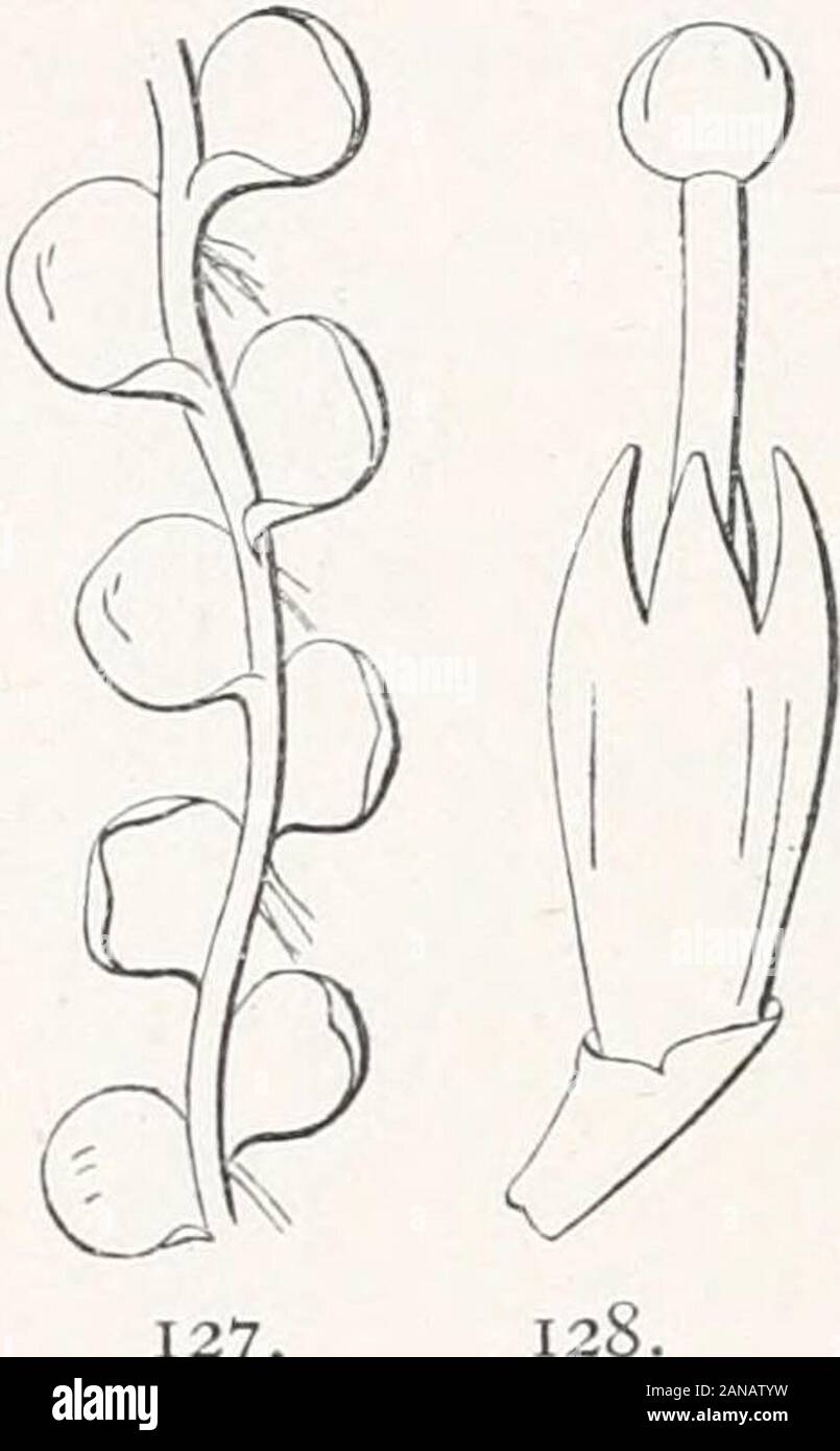 Handbook of British Hepaticae : containing descriptions and figures of ...