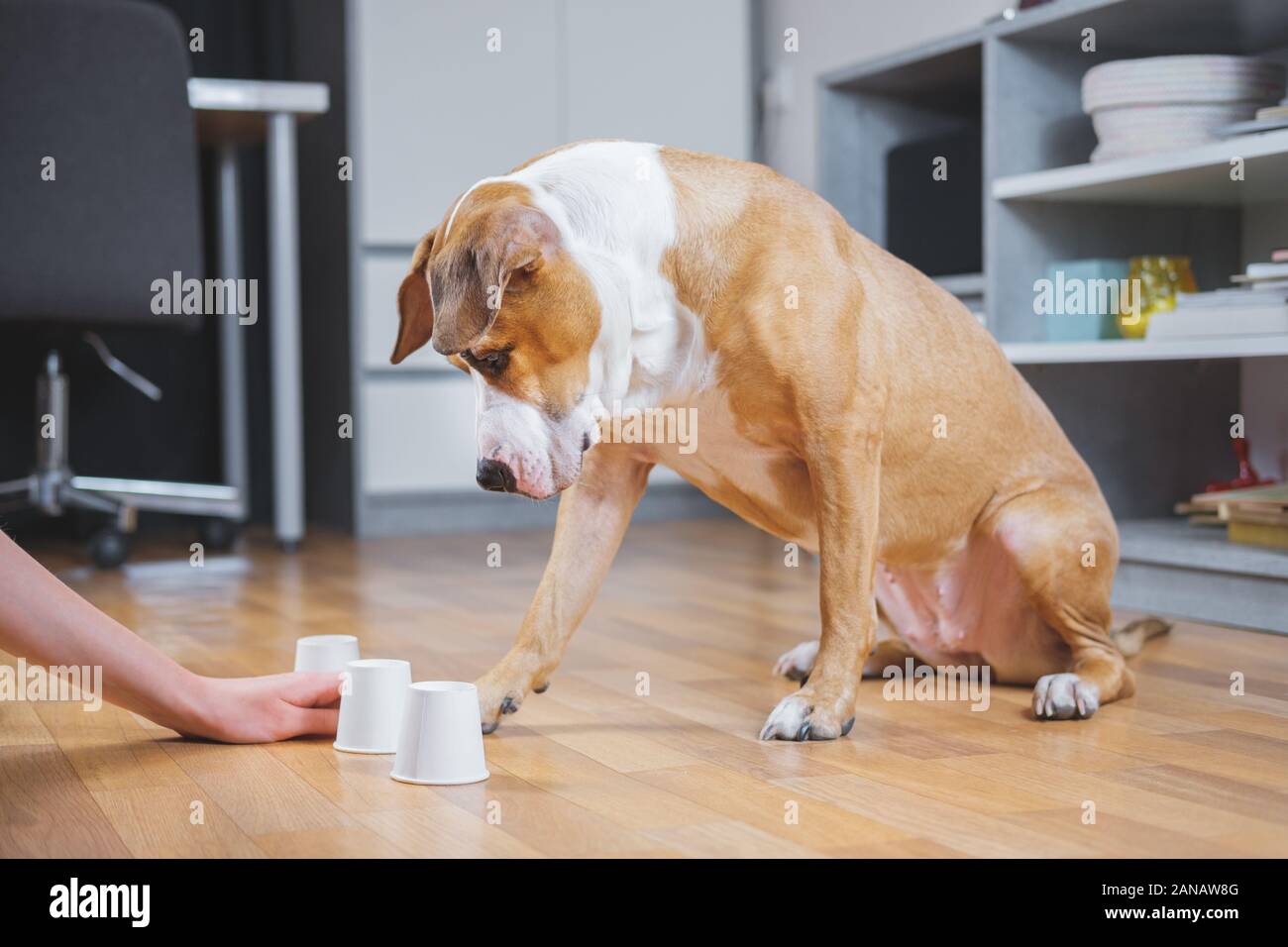 Dog playing the shell game with her human. Concept of training pets ...