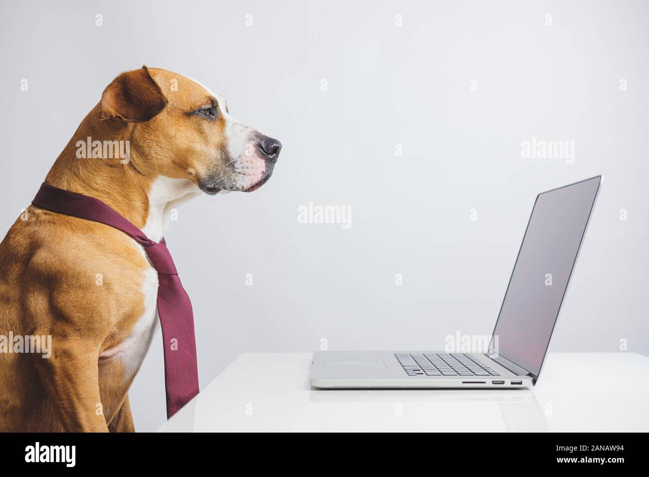 Very Strict Manager High Resolution Stock Photography and Images - Alamy
