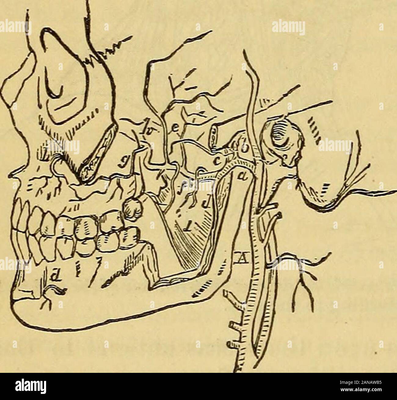 Occiput posterior hi-res stock photography and images - Alamy