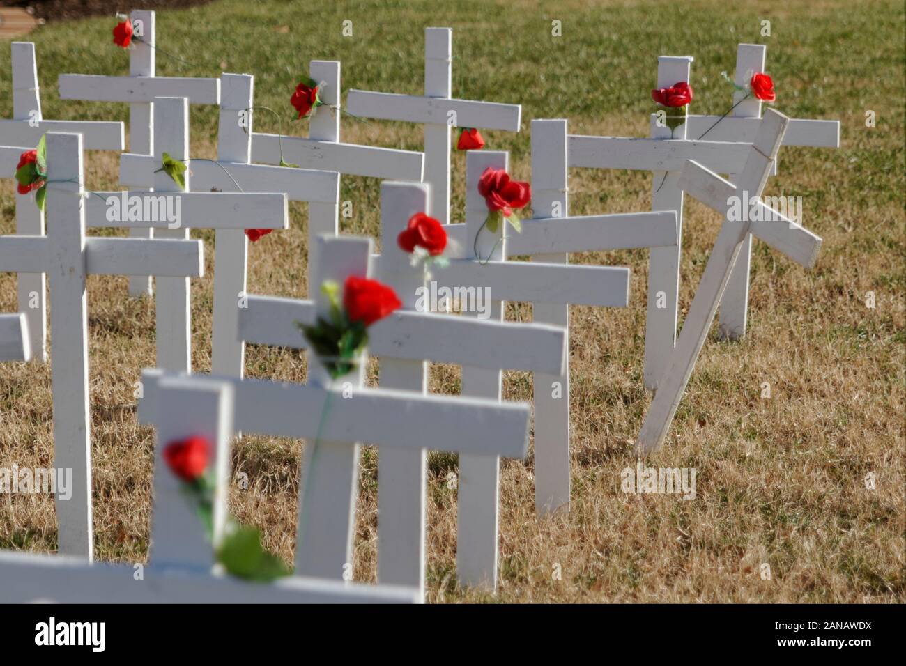 A single cross leans out from rows of identical plain white crosses ...