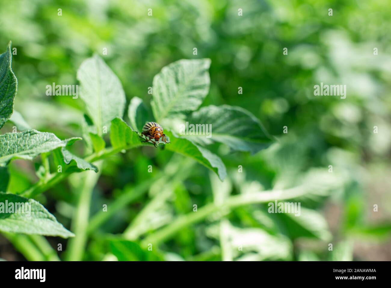 Colorado beetles eat potato crop in the garden Stock Photo - Alamy