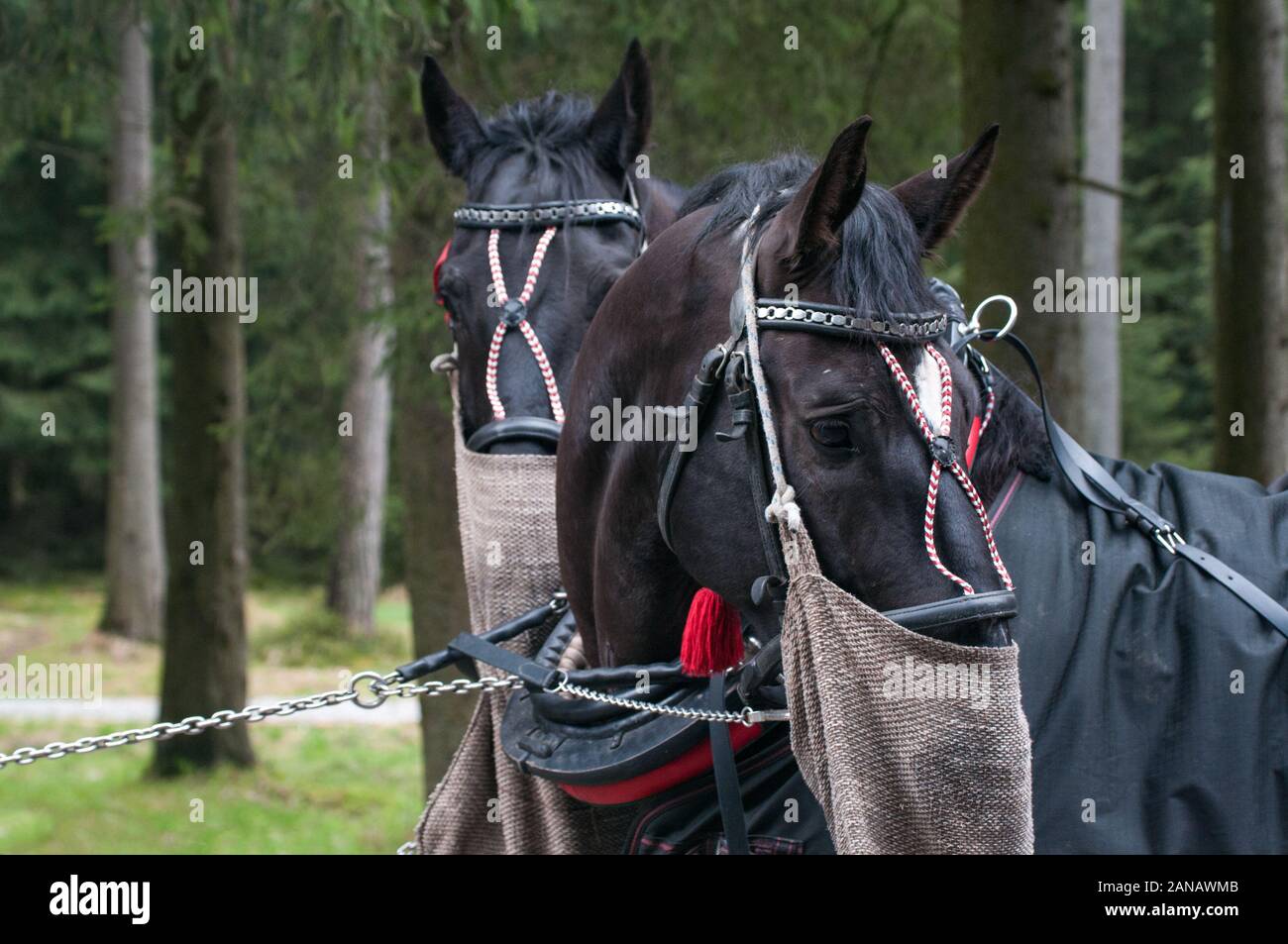 Horse carriage ride in tatra hi-res stock photography and images - Alamy