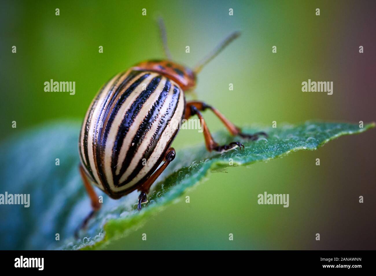 Colorado potato beetle (Leptinotarsa decemlineata Stock Photo - Alamy