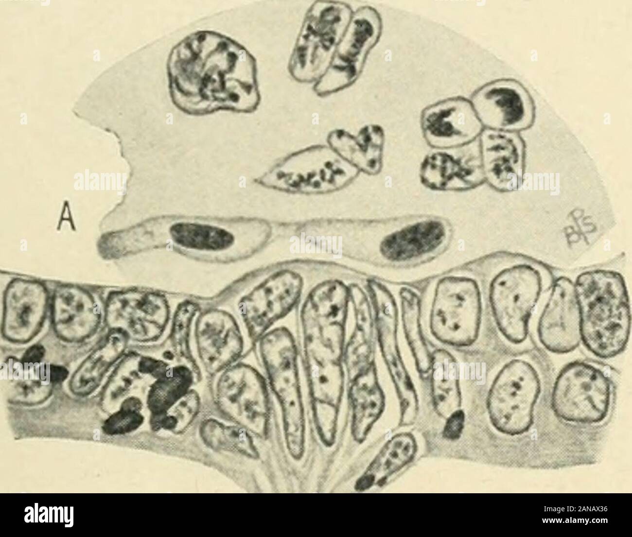 Neuromast hi-res stock photography and images - Alamy