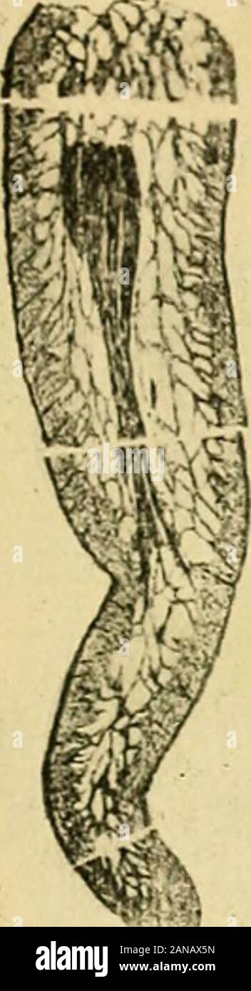 Caudal muscle hi-res stock photography and images - Alamy