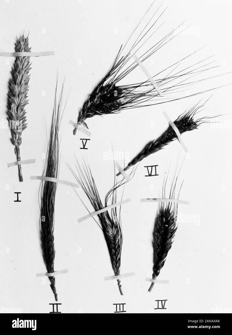 Types of wheat Black and White Stock Photos & Images - Alamy