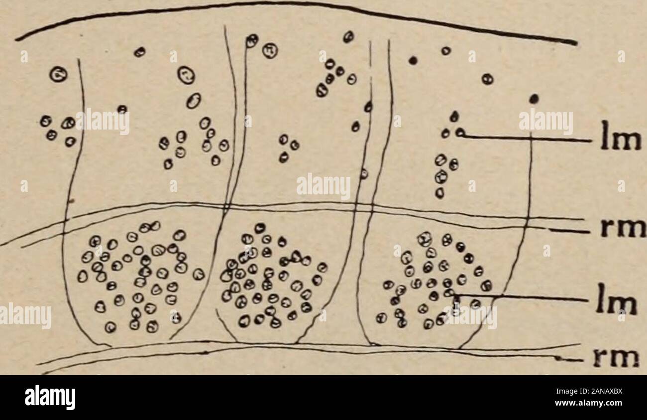 Cestodes hi-res stock photography and images - Alamy