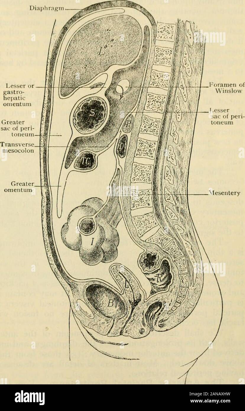 Coeliac anatomy hi-res stock photography and images - Alamy