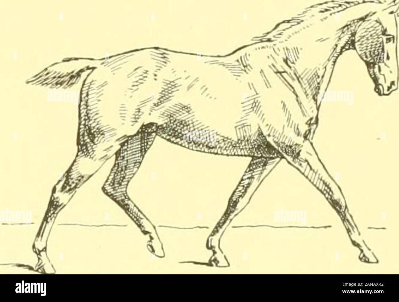 The points of the horse : a familiar treatise on equine conformation ...