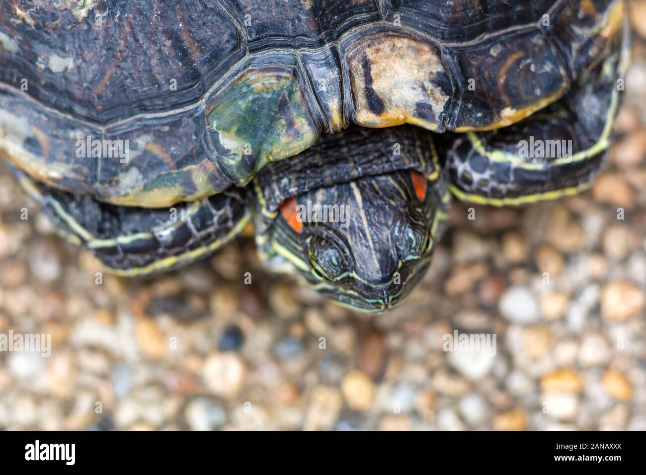 Red Eared Terrapin - Trachemys scripta elegans. Red eared slider turtle ...