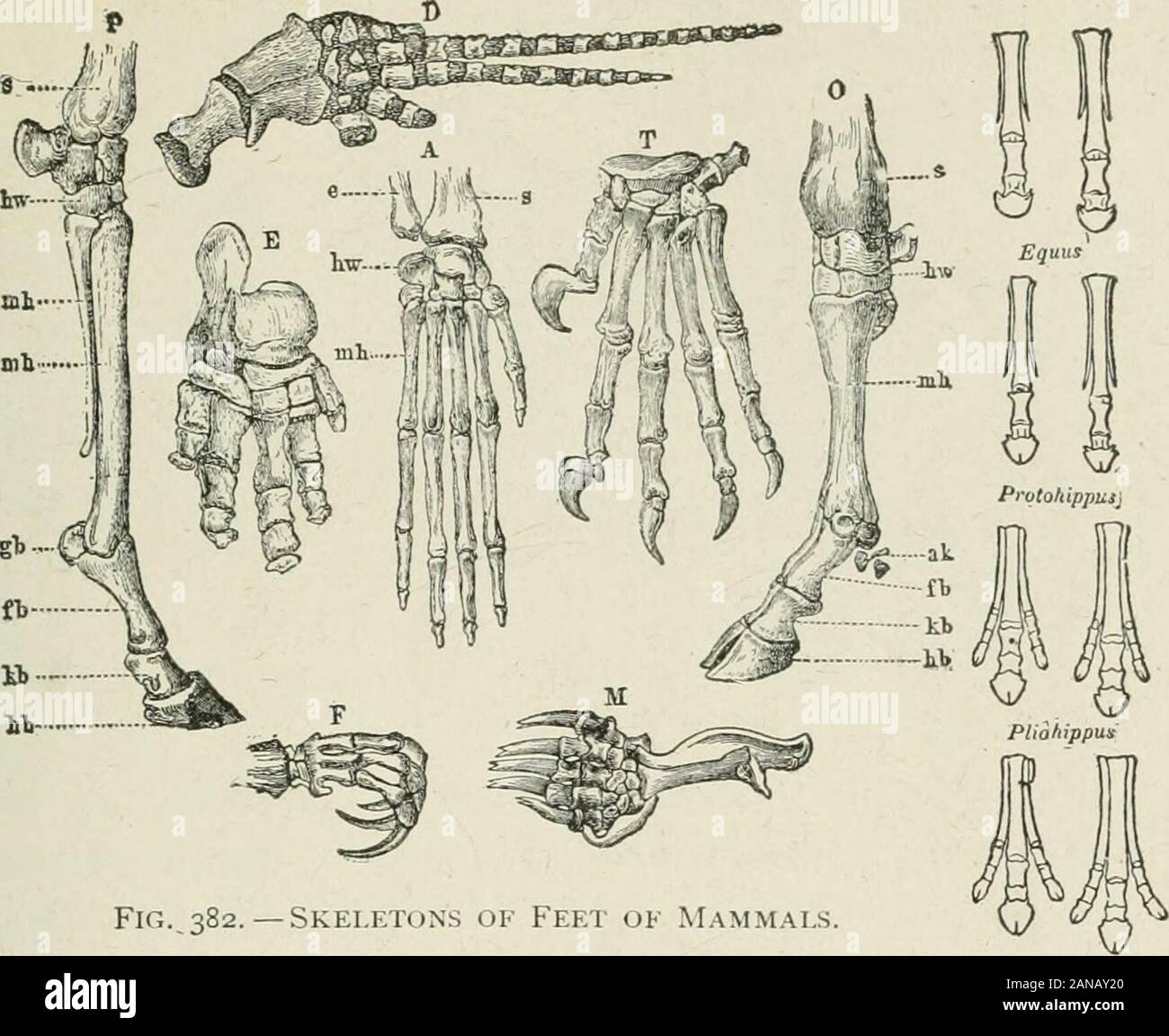 Beginners' zoology . MAMMALS 211. Fig. 382.—Skeletons of Feet ok ...