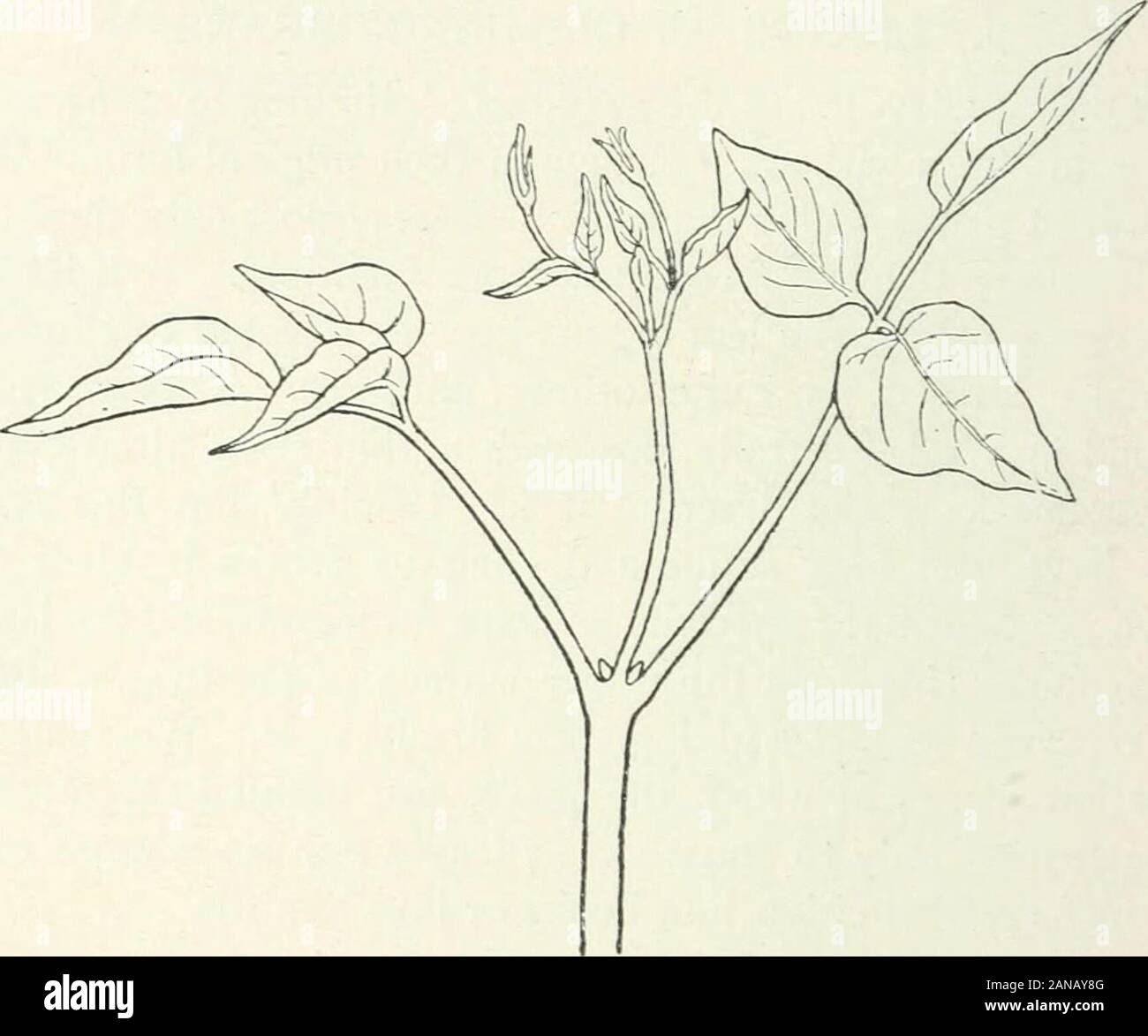 Basal Leaf Arrangement
