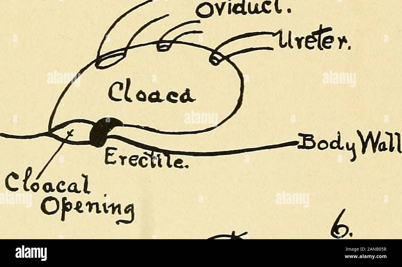 Cloacal morphology in its relation to genito-urinary and rectal ...