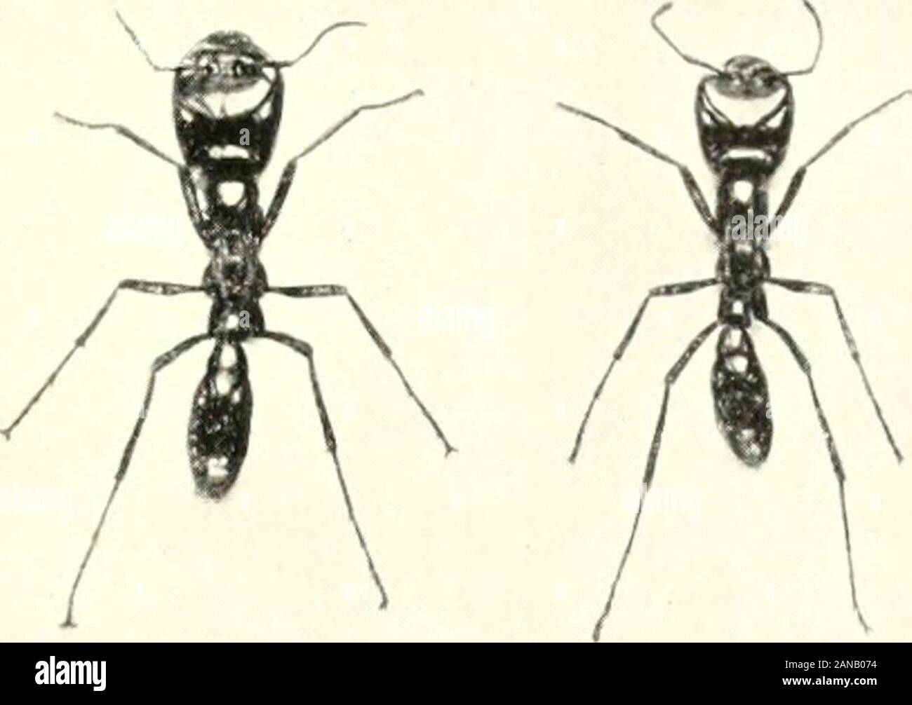 Ants habit hi-res stock photography and images - Alamy