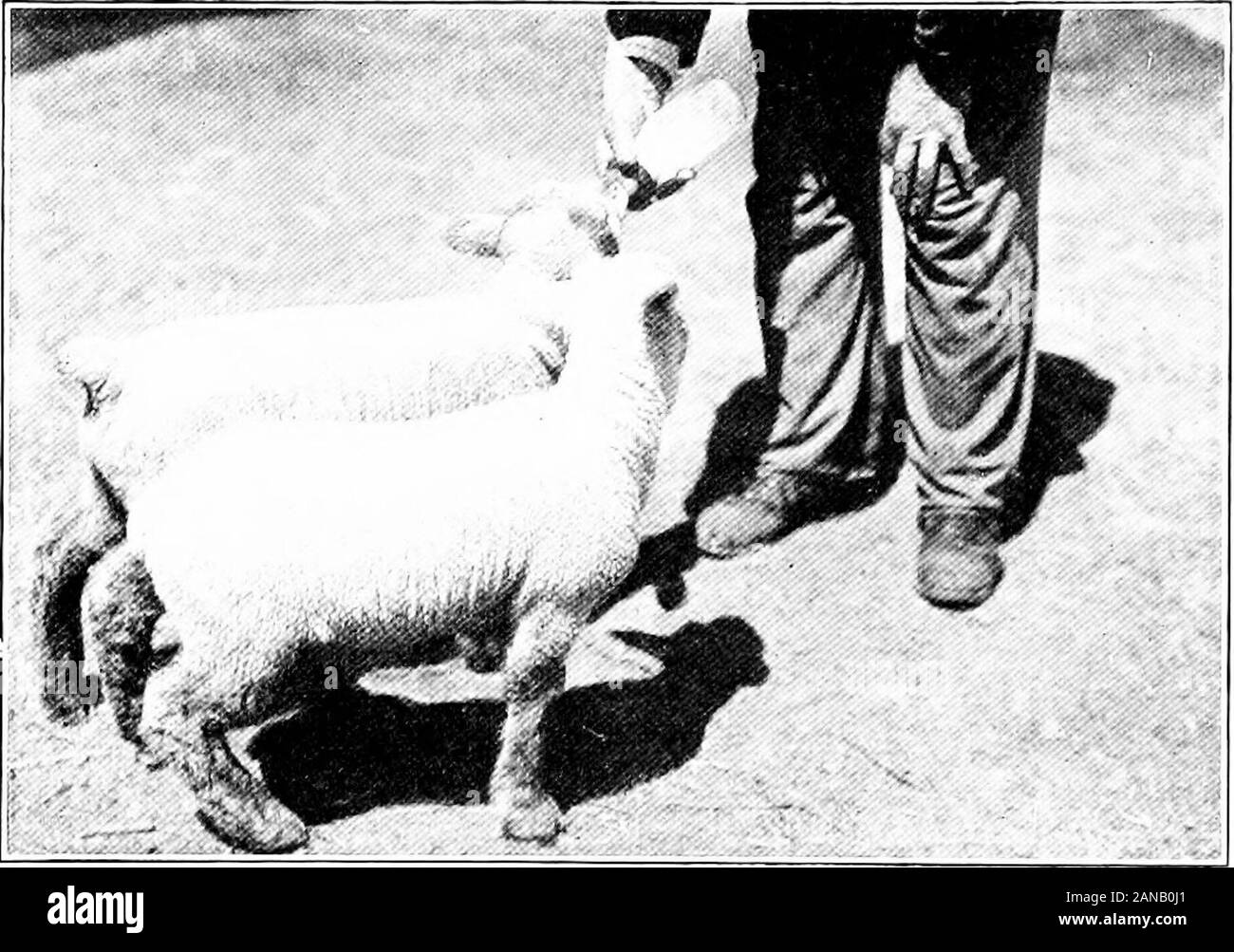Milk cows feeding Black and White Stock Photos & Images - Alamy