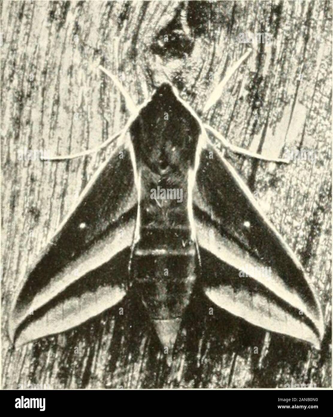 Moth body structure hi-res stock photography and images - Alamy