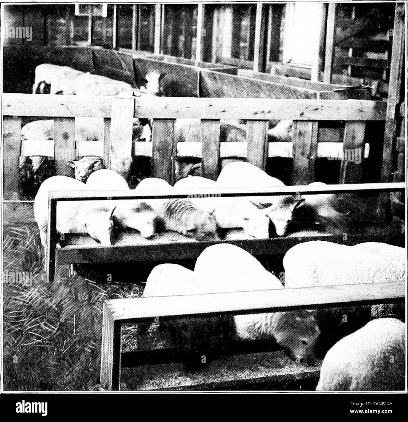 Shepherd prize winning sheep hi-res stock photography and images - Alamy