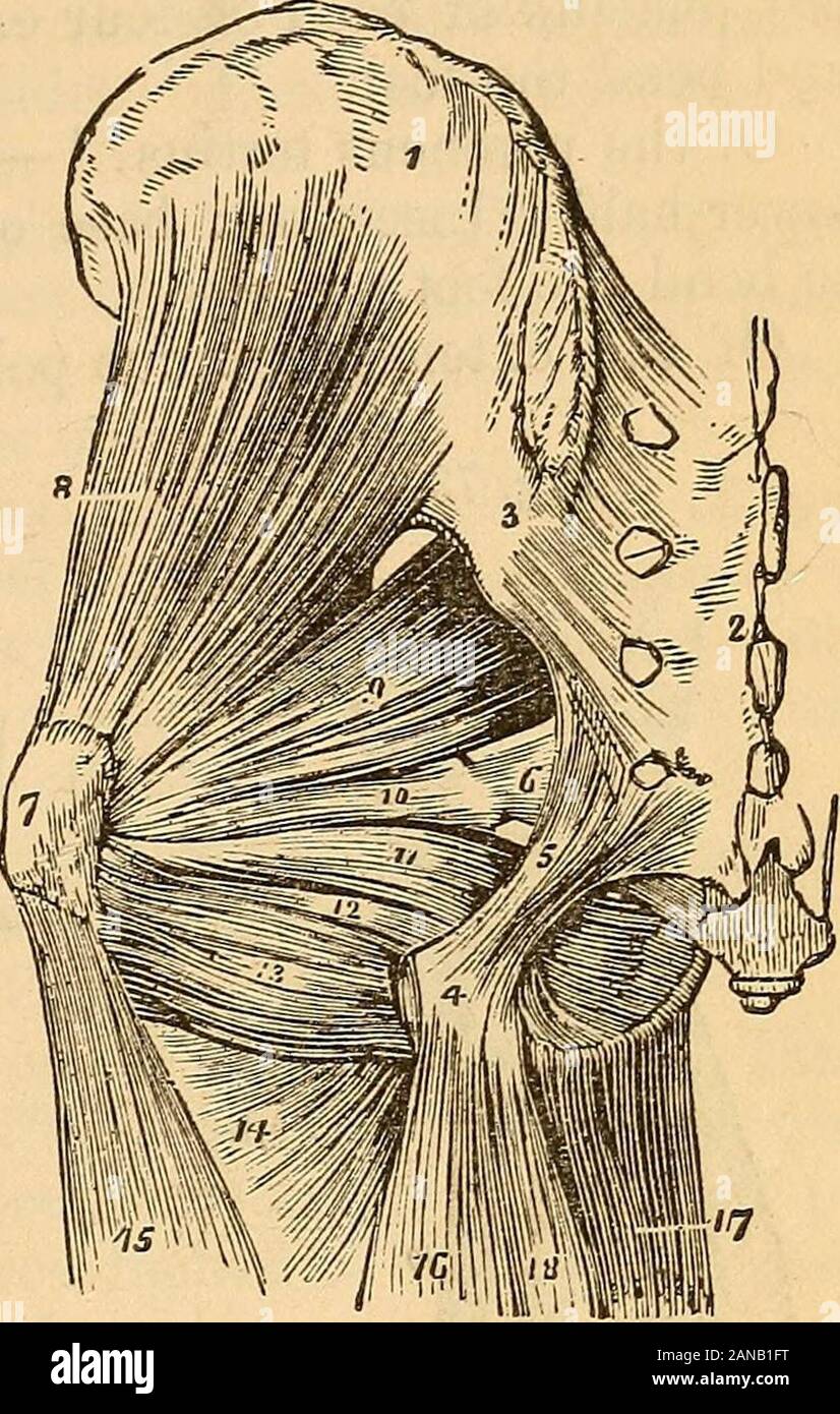 A manual of examinations : upon anatomy, physiology, surgery, practice ...