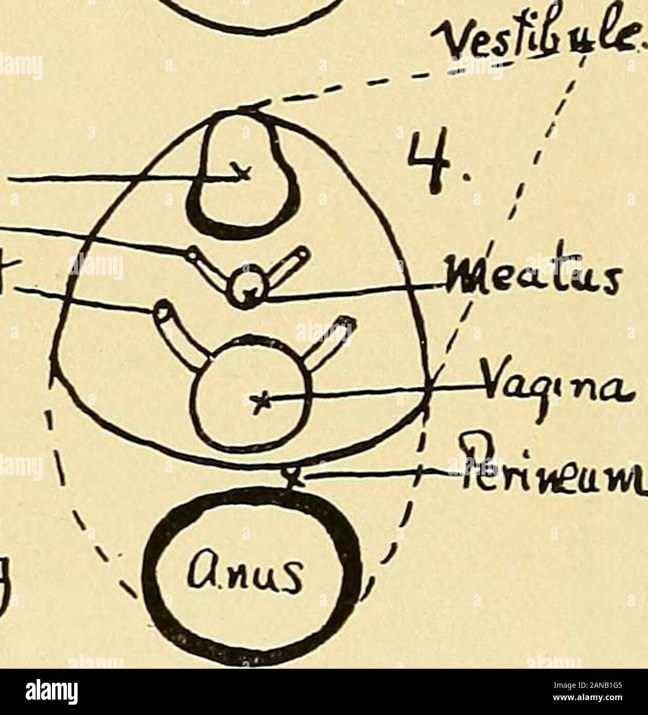 Urino genital hi-res stock photography and images - Alamy