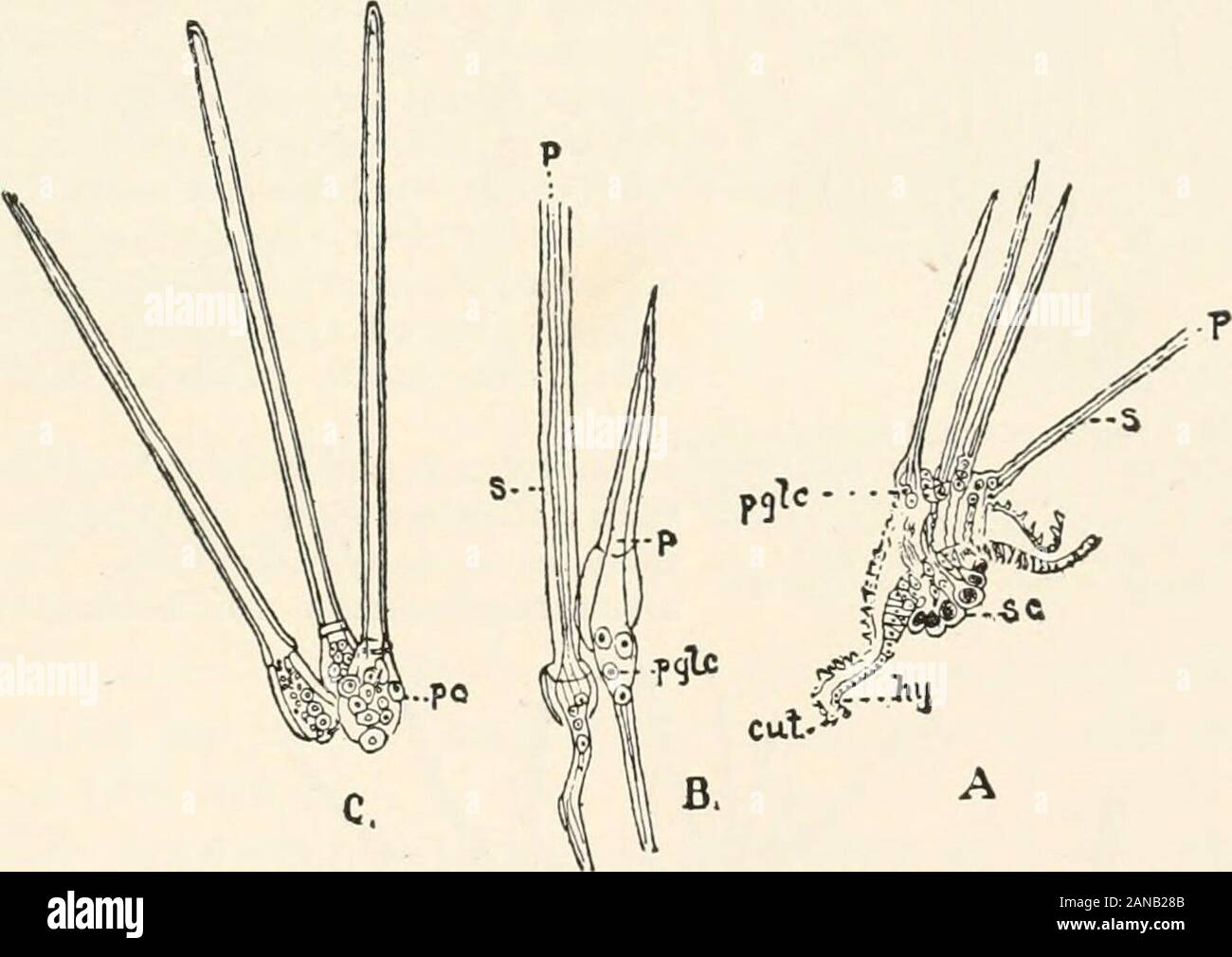 Bulbous anatomy hi-res stock photography and images - Alamy