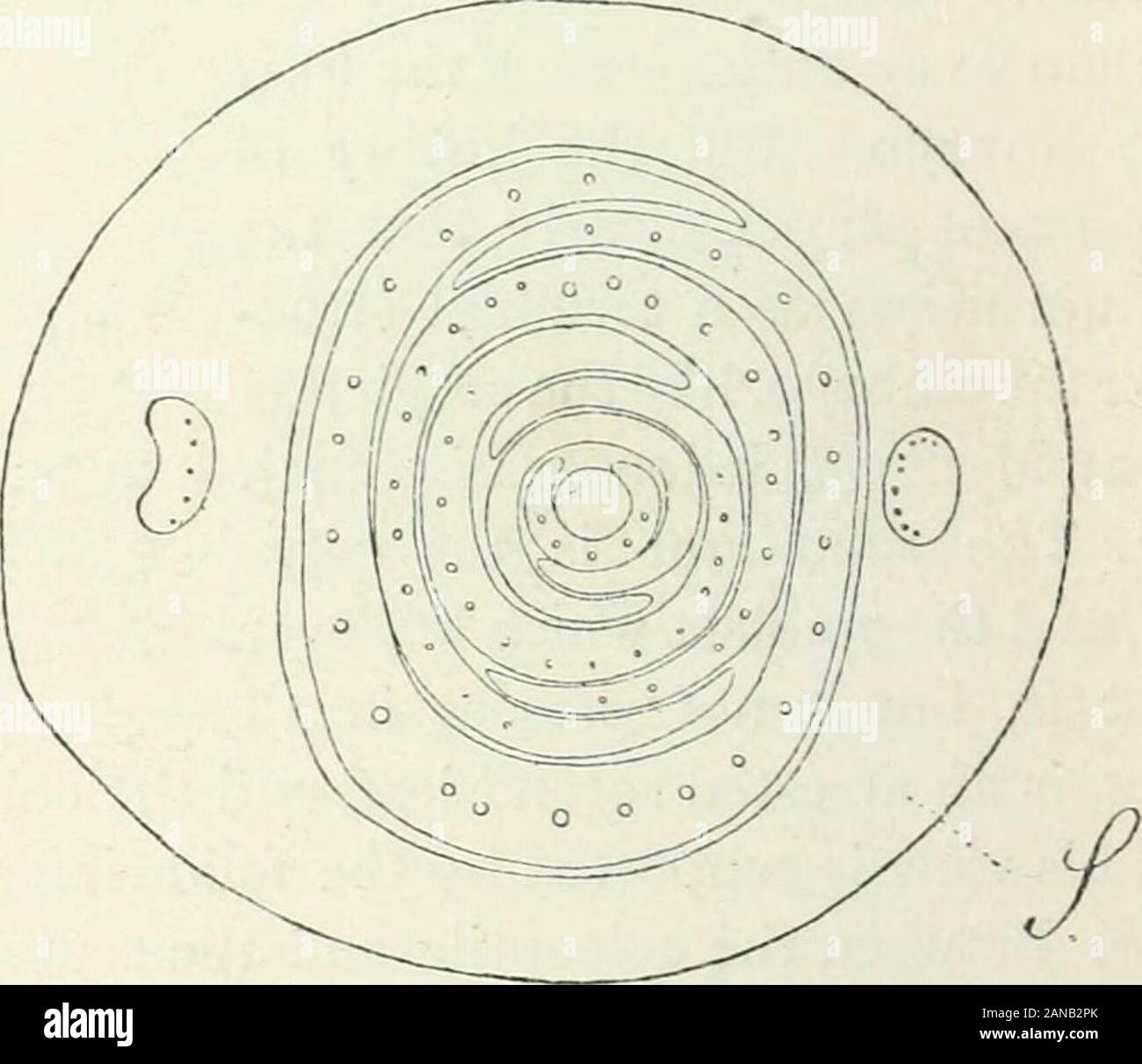 Coleoptile hi-res stock photography and images - Alamy