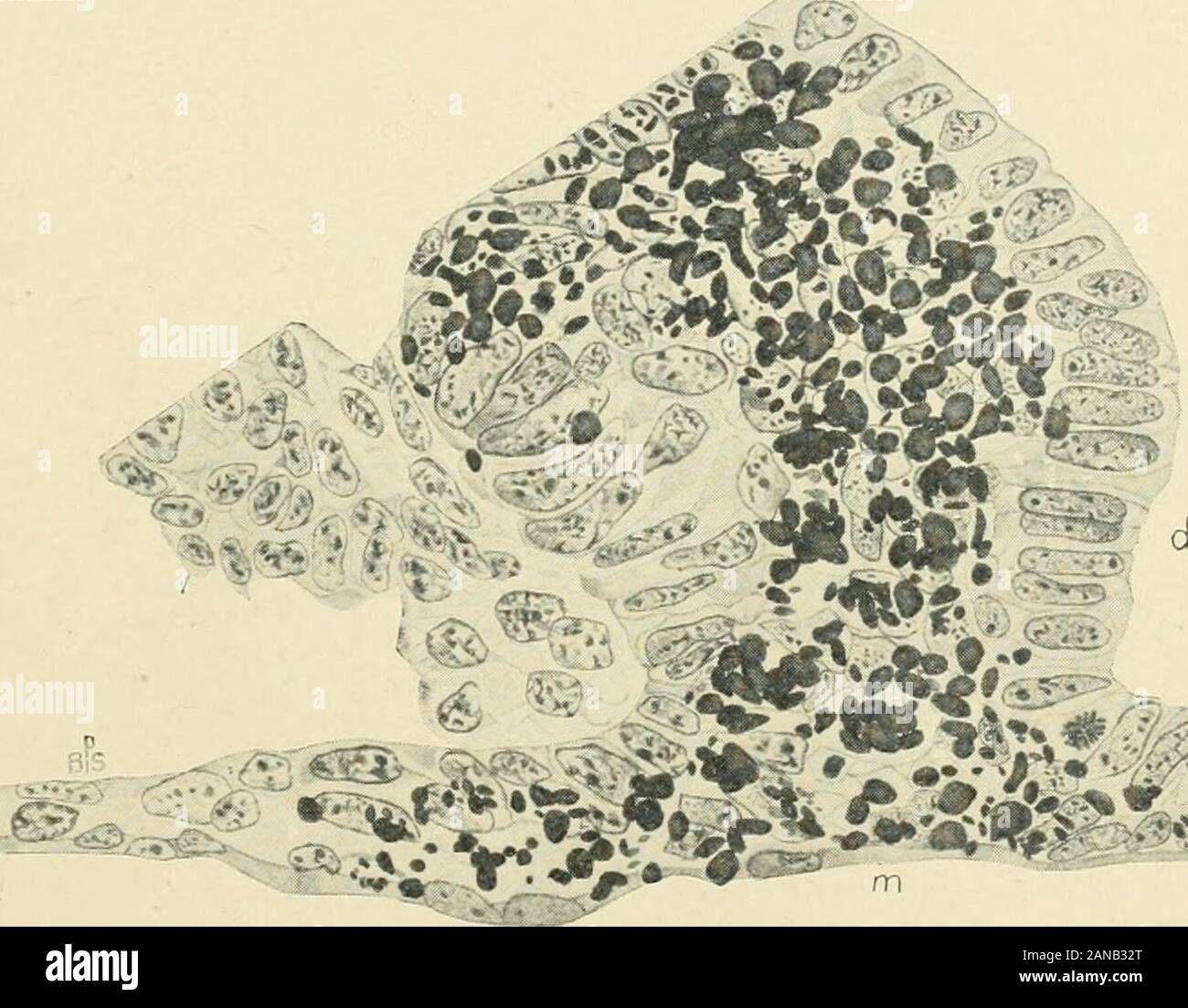 The American journal of anatomy . ance of Mouth Plate Ectoderm. In ...