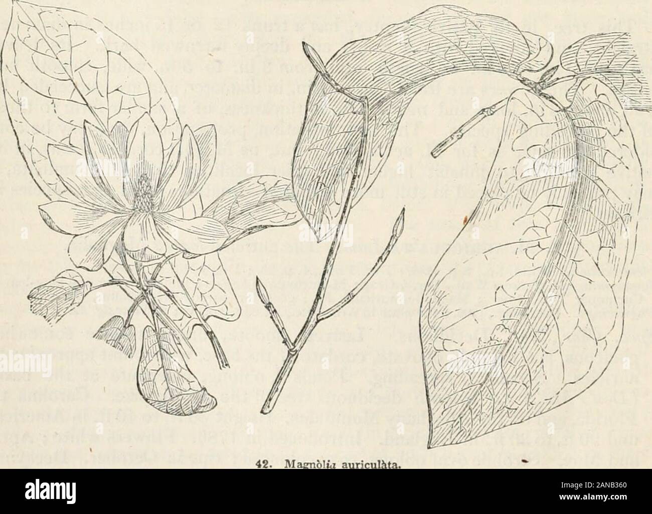 Magnolia pyramidata hi-res stock photography and images - Alamy