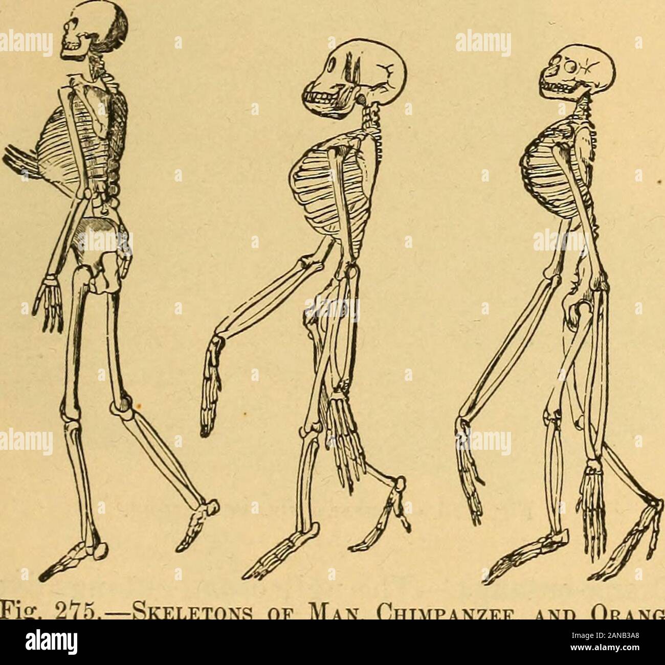 Animal life in the sea and on the land . imilar to that of man ...