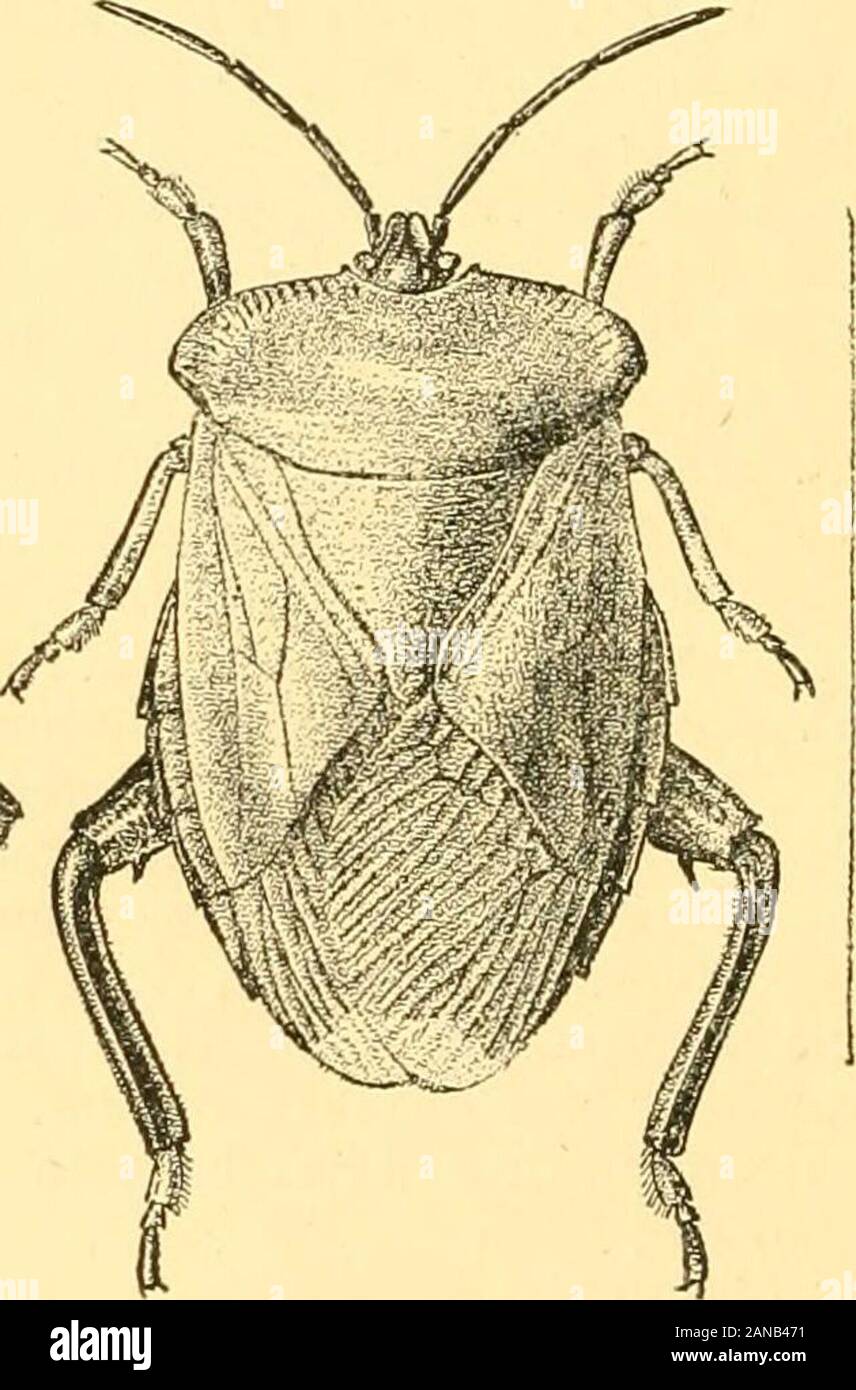 Rhynchota .. . Fig. 168.—Evsfhcne6 rohv.stu^. of pronotum transversely ...