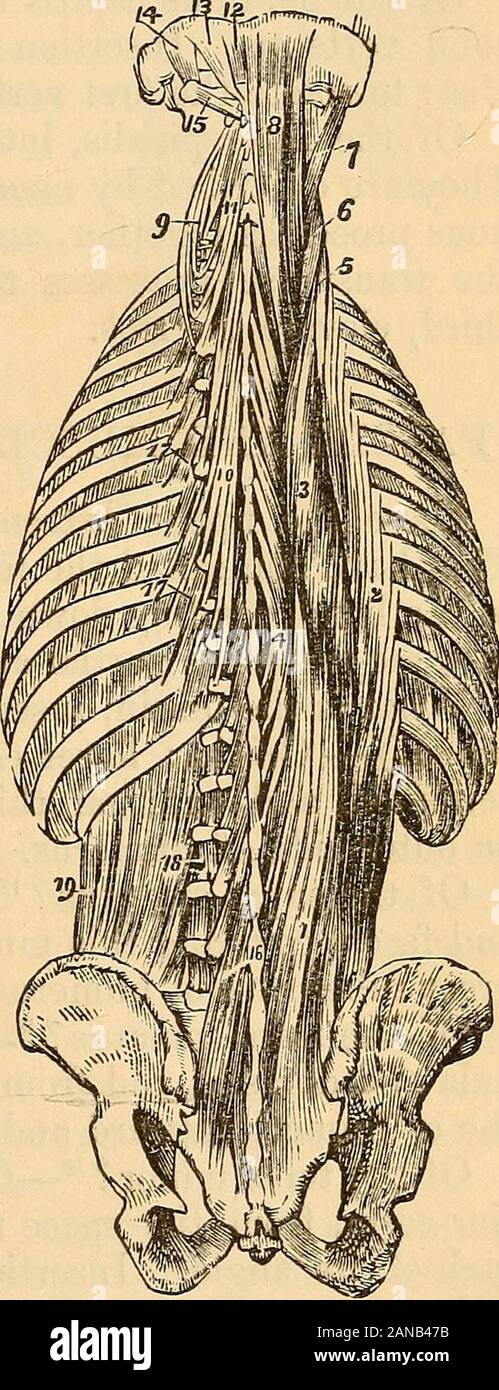 Transverse processes of cervical vertebrae hi-res stock photography and ...