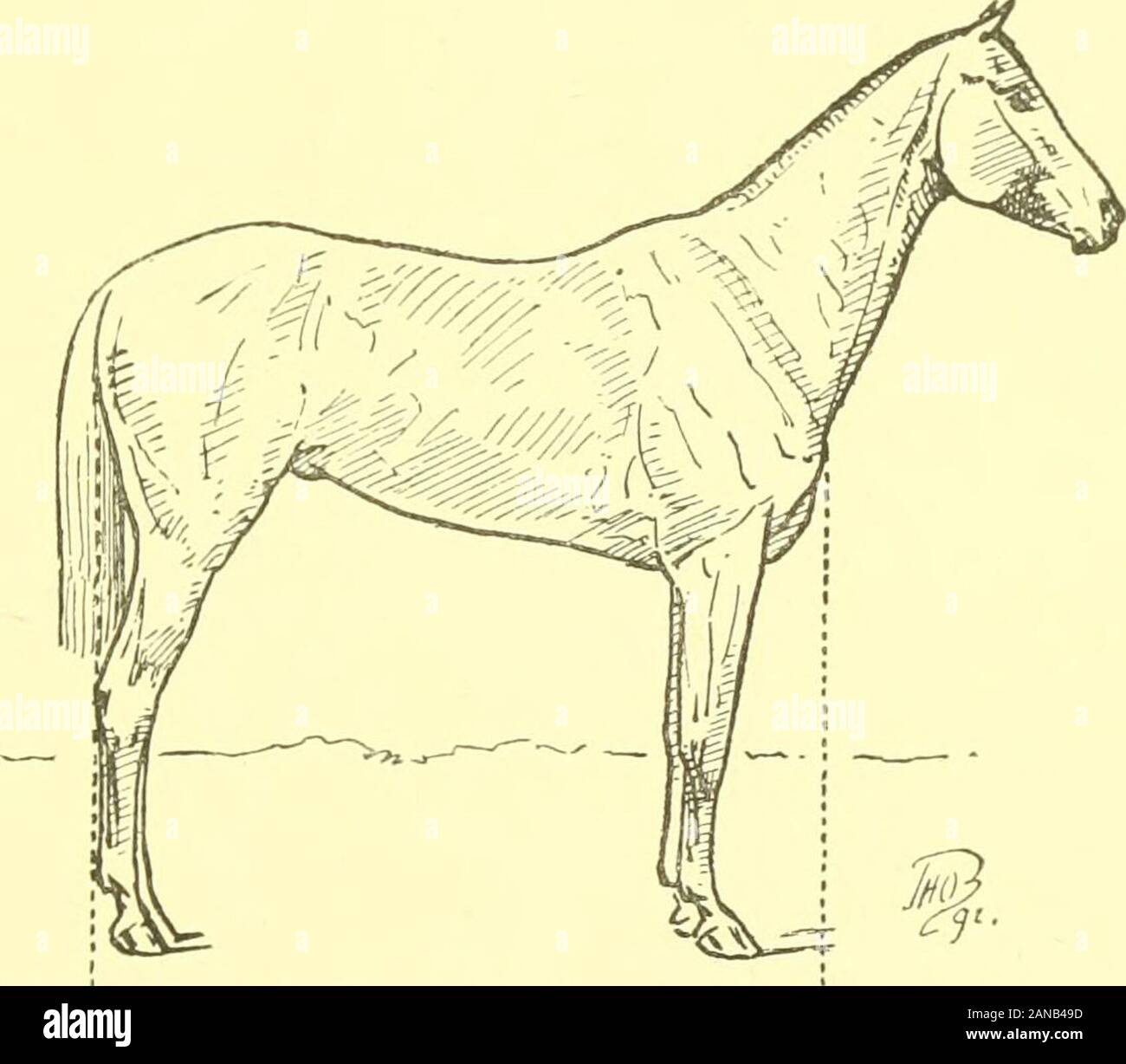 The points of the horse : a familiar treatise on equine conformation ...