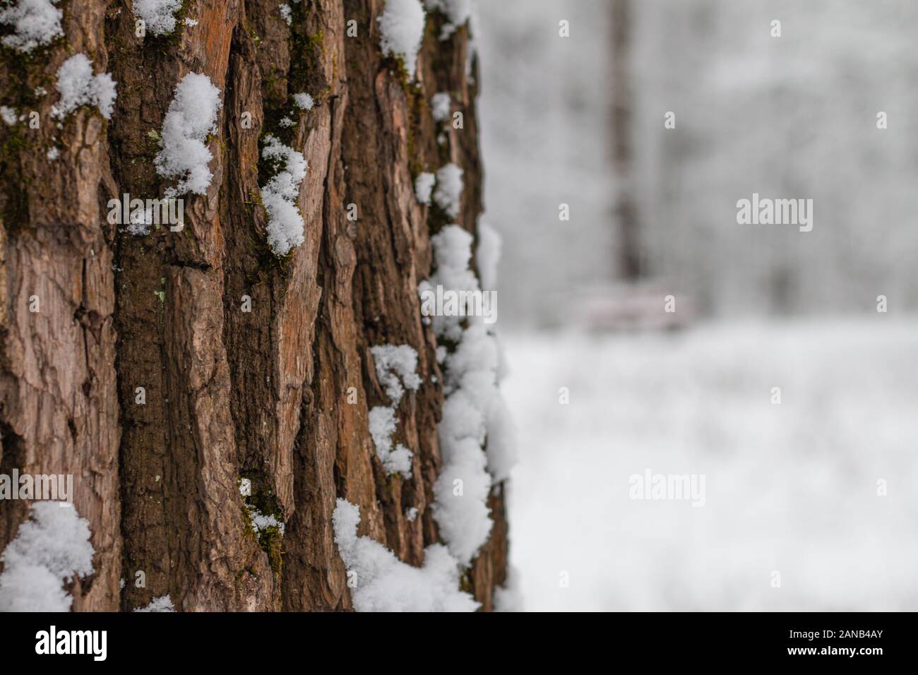 a pattern of an oak bark covered with snow on a winter background Stock ...