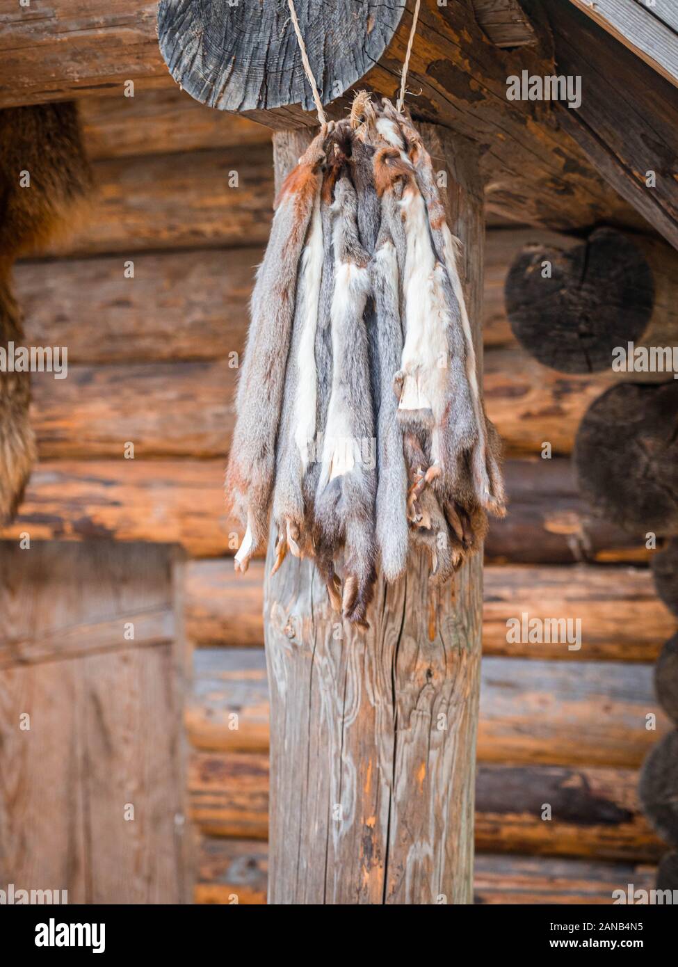 How To Hang Animal Skin On The Wall at Patricia Priolo blog