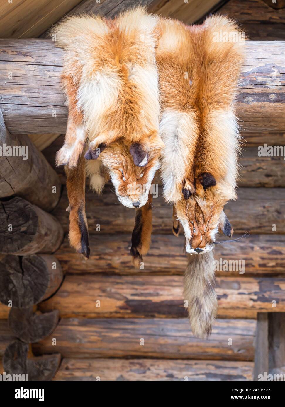 Two fox skin hang on a on the porch of the wooden log house. Hunting ...